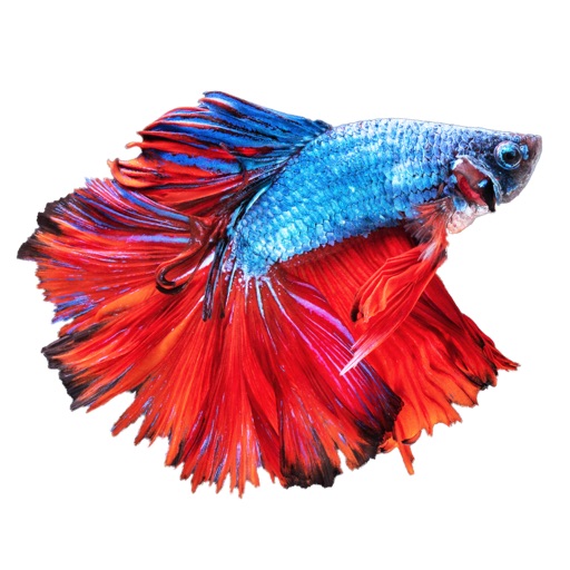 Betta Fish - Virtual Aquarium for PC - Windows 7,8,10,11