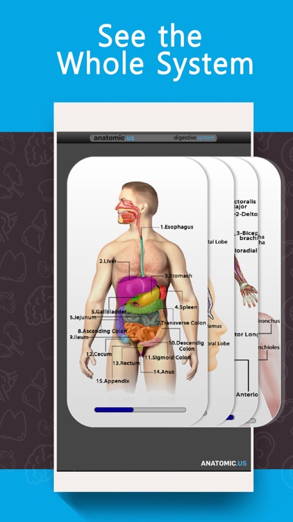 Anatomy Game Anatomicus Lite by Burak Esenc