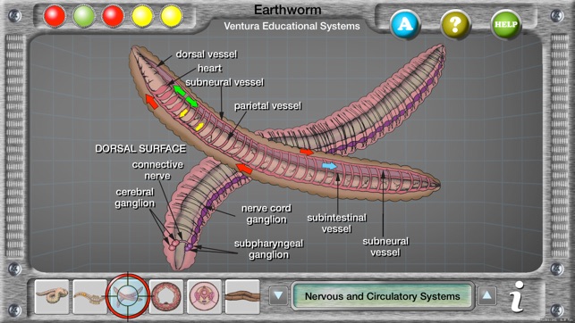 Earthworm Anatomy Quiz
