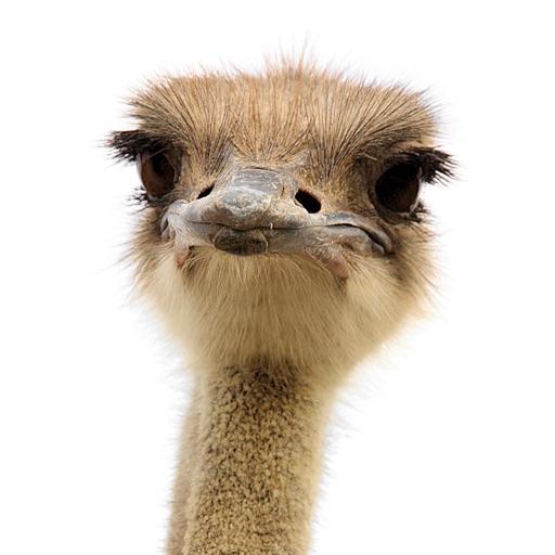 Dyrene i Zoo - dansk by EWNOR