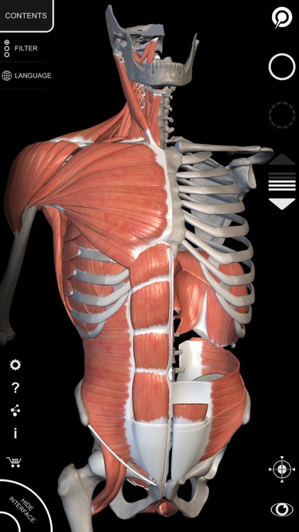Muscular System - 3D Atlas of Anatomy - Muscles and bones of the human ...