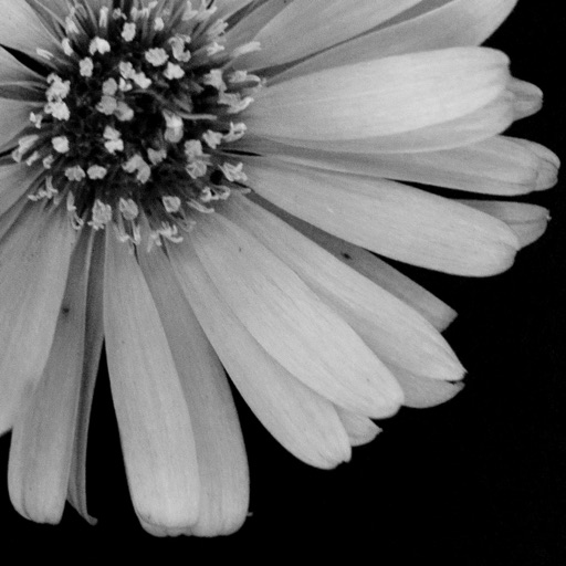 Black+White Color Filters by Techiesaur