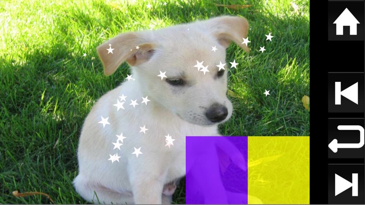 Baby Discover Dogs by Hatch Works Ltd