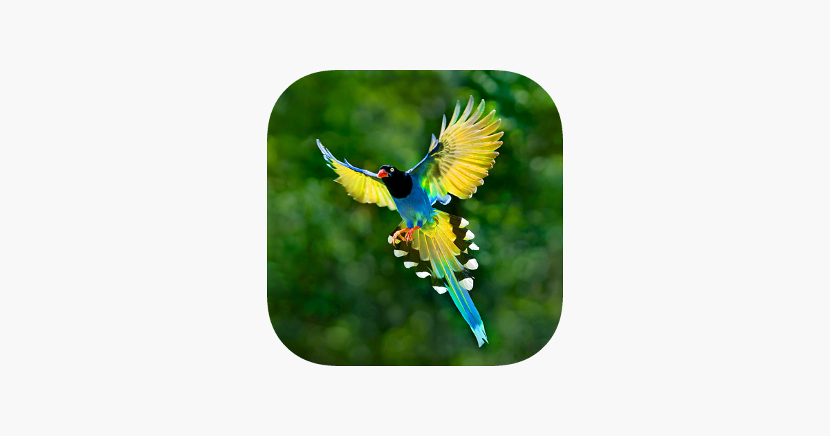 ‎Bird Guide - Offline bird identification app on the App Store
