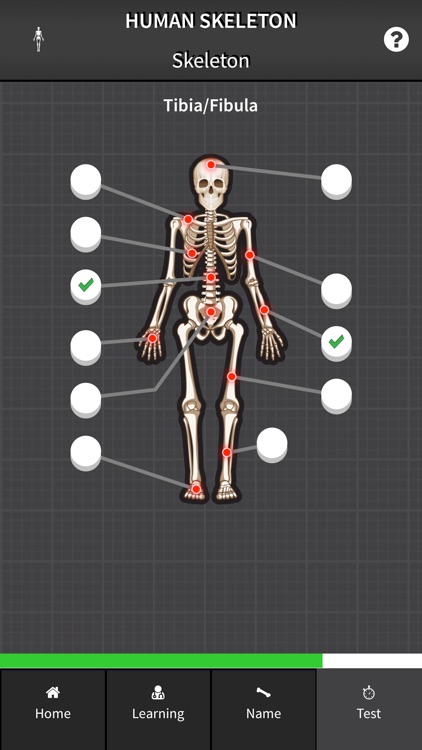 Human Skeleton: Beginner Bones by Unit11
