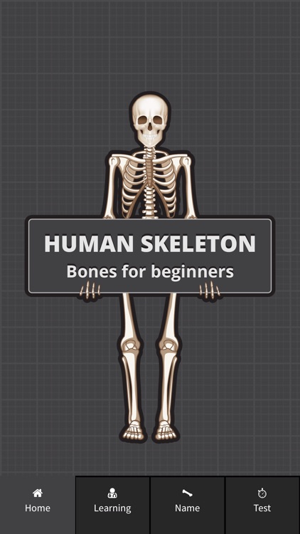 Human Skeleton: Beginner Bones by Unit11