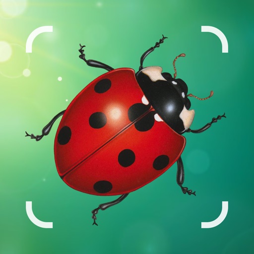 Insect Bug Spider Identifier By Valter Roci