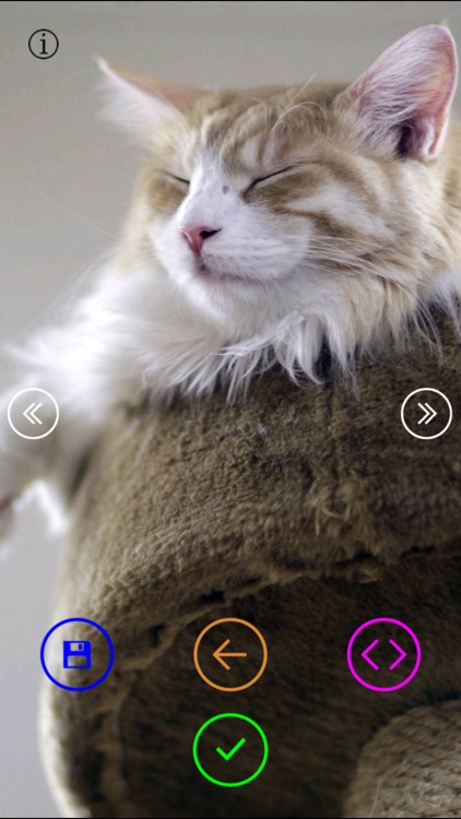 Cute Cats - Wallpapers & Slideshow HD by Marcin Paskuda