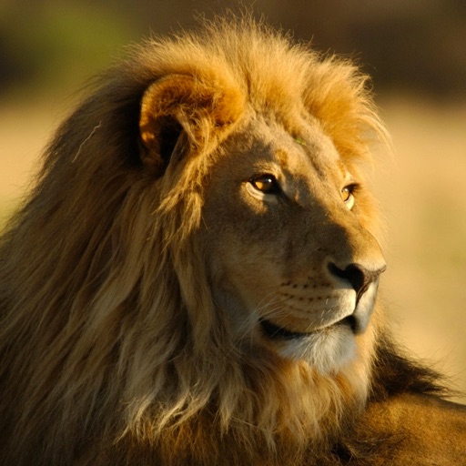 Daily Amazing Animal Facts by Earnest McNeil