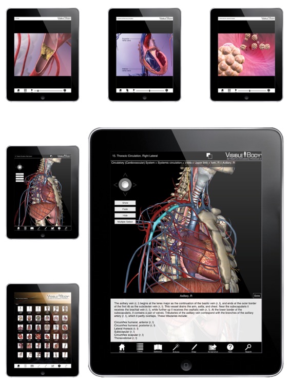 3D Heart & Circulatory Premium 2 (3D Hart & Bloedcirculatie Premium 2 ...