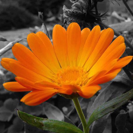 Photo Uncolor by Dorin Voicheci