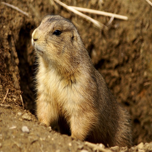 Prairie Dog - Cute Little Rodent Sounds by Michael Nowak