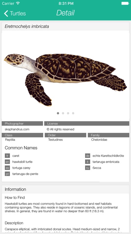 Ocean Life ID - Turtles - Identification, Facts and Information by ...