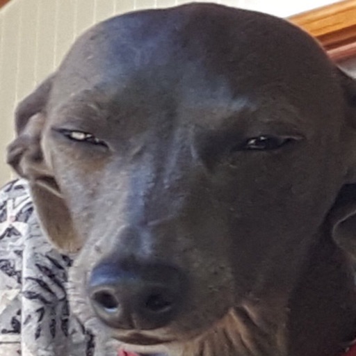 GrogDog by Andrew Regan