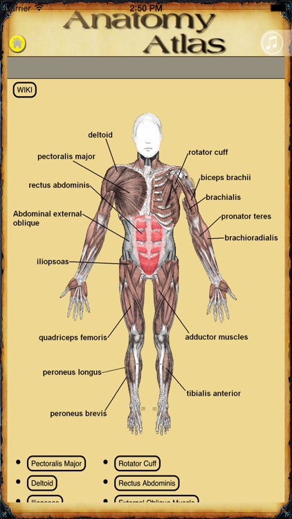 Full Atlas of Human Anatomy - Human Body Anatomy with all Human Organs ...