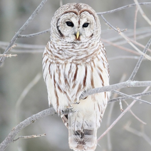 Snowy Owl Wallpapers HD- Quotes and Art Pictures by Feng Zhang