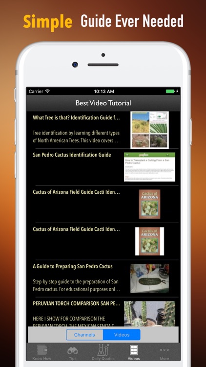 Cacti Identification Tips|Guides and Tutorial by Steve Chang
