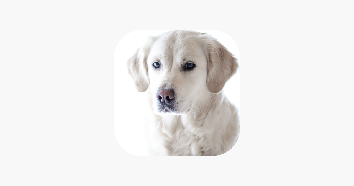 ‎Golden Retriever: Dog Breed Guide on the App Store