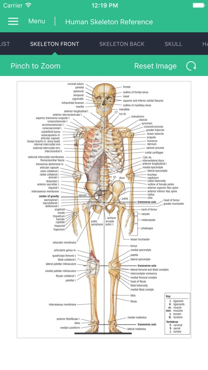 Human Skeleton Reference Guide by Faisal Akhtar