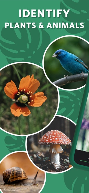 10 Best Free Plant Identification Apps for iPhone | GetAndroidStuff