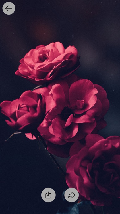 Zen Wallpapers 2025 by Jovan Rajkovic