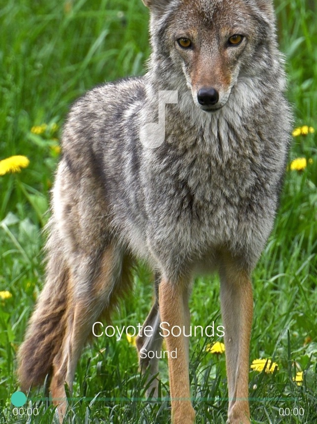Different Coyote Sounds