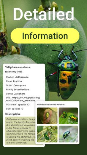 Bug Insect Identification for iPhone - APP DOWNLOAD