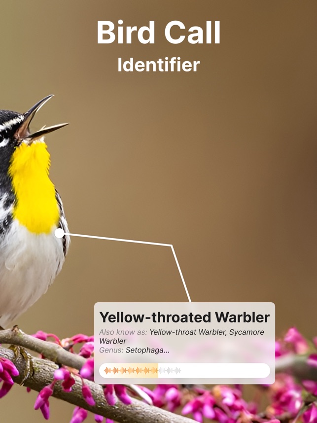 What Bird Noise is This: Identify Mysterious Bird Sounds Fast - Birds