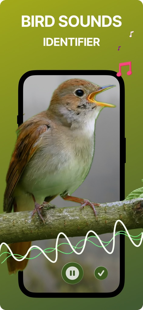 Bird Sound Identifier - Ornis - Reference App | MWM