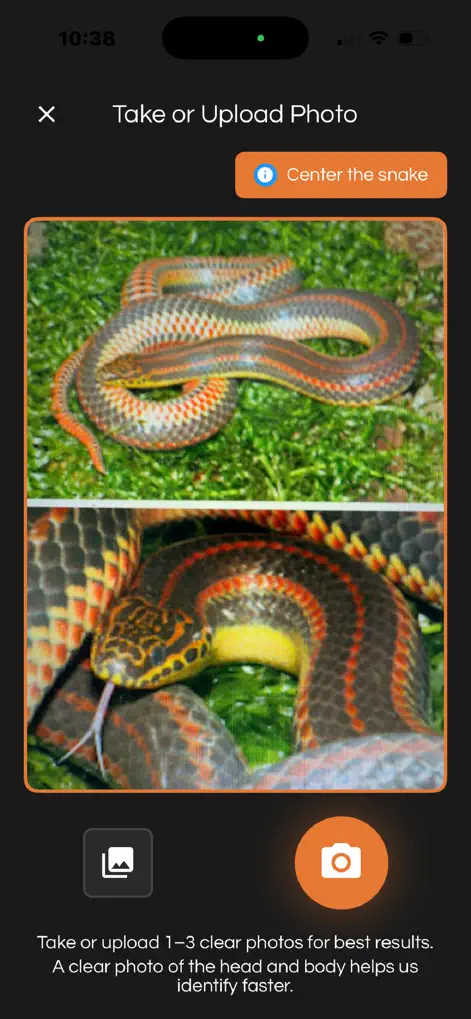 SnakeSnap: Snake Identifier - Education App | MWM
