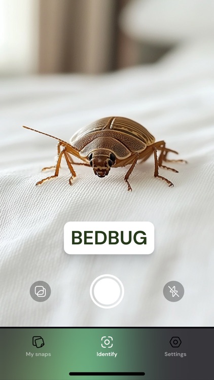 AI Insect Identifier, Bug App by Urjasz Kowalski