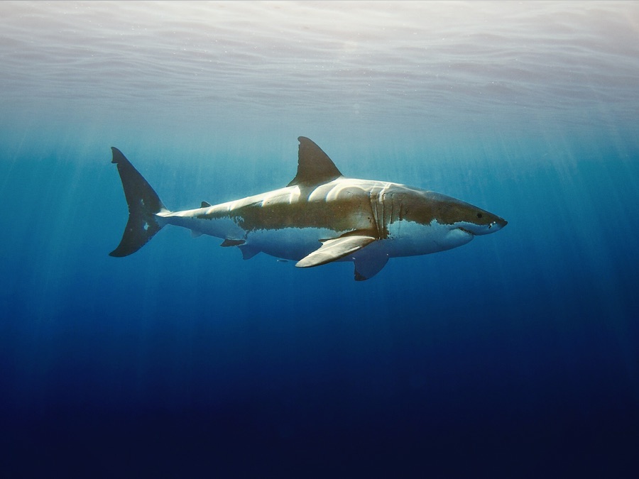 Legend Of Deep Blue - Apple TV (IE)