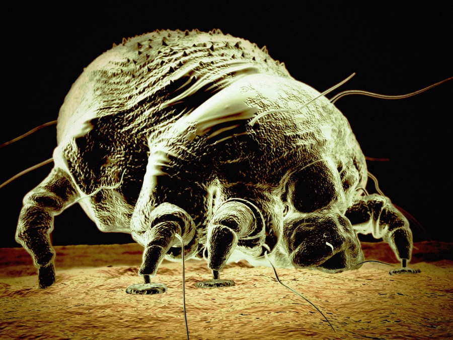 Monsters Inside Me - Apple TV (UK)