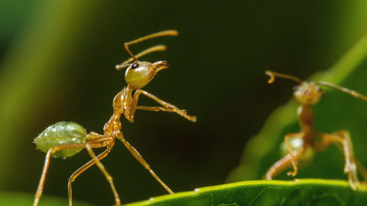 ‎Home - Life Story (Season 1, Episode 3) - Apple TV (ID)