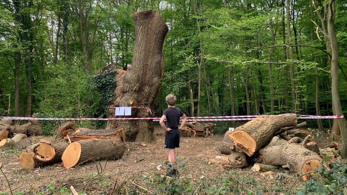 Toby Carvery Cuts Down Ancient Tree - Toby Carvery Cuts Down Ancient ...