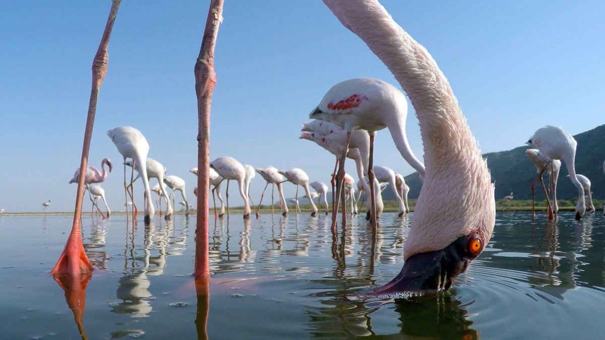 ‎Ngorongoro Crater: Cursed Haven - Africa's Wild Horizons (Series 1 ...