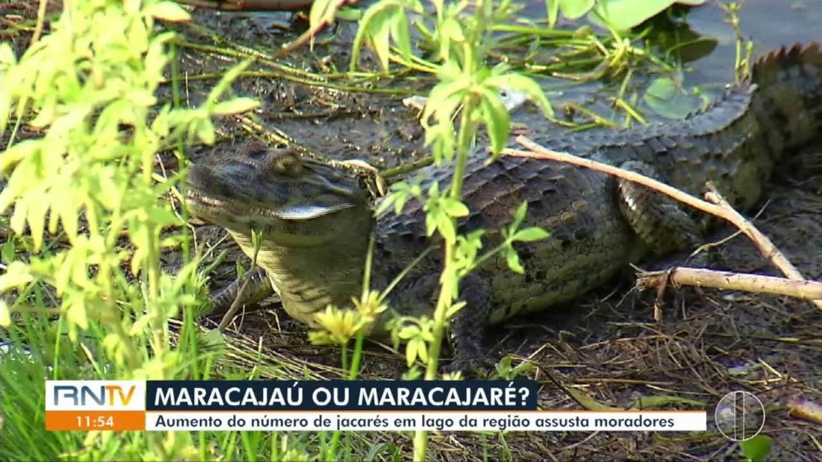 RN1 - Edição de quarta-feira, 23/04/2025 - RN TV 1ª Edição - Apple TV (BR)