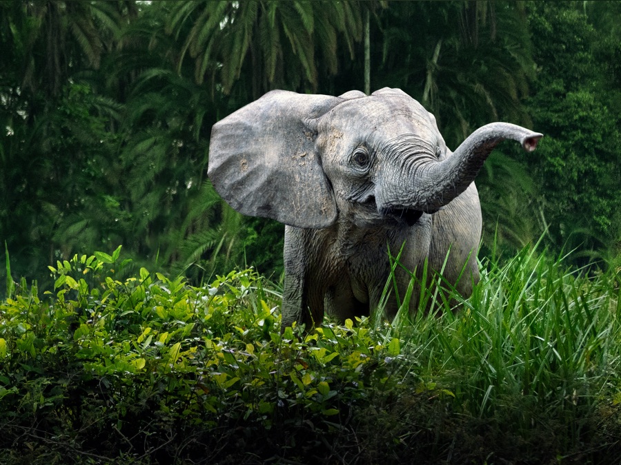 Secrets of the Elephants - Apple TV (EG)