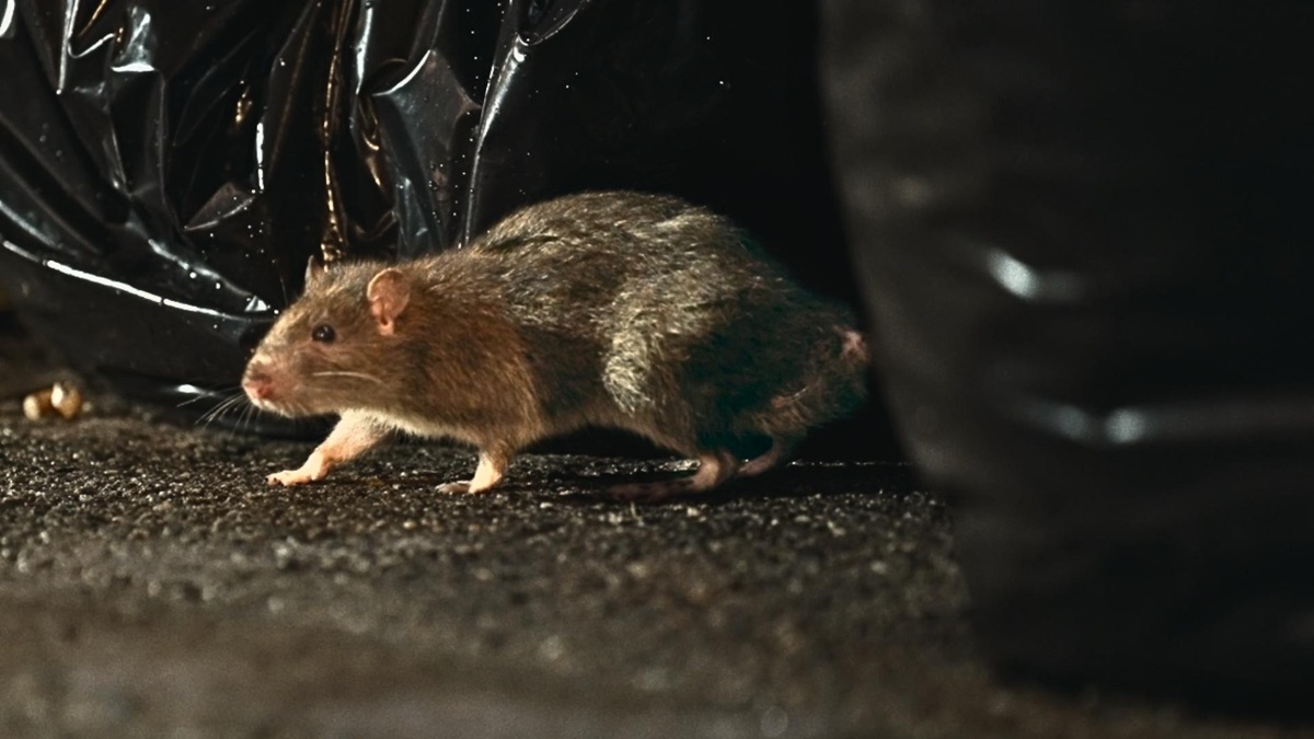 How NYC Became a Rat Kingdom - Human Footprint (Season 4, Episode 7 ...