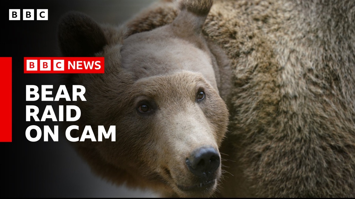 ‎Bears Raid Supplies After Enclosure Escape - Apple TV