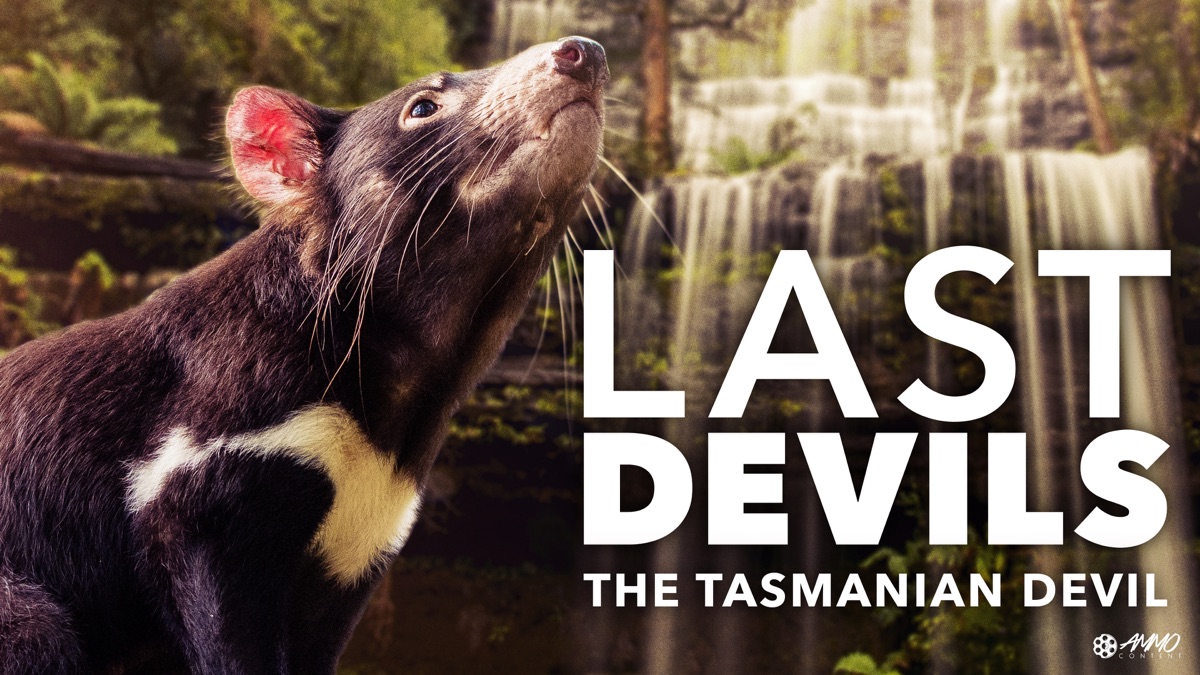 Last Devils: The Tasmanian Devil - Apple TV