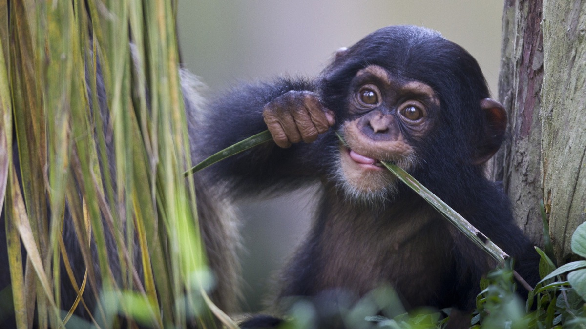 Dreamflight: Sleepy Stories - Apple TV (UK)