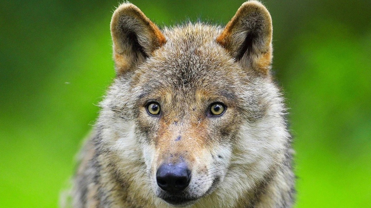 Ugly - Battle of the Alphas (Season 2, Episode 10) - Apple TV