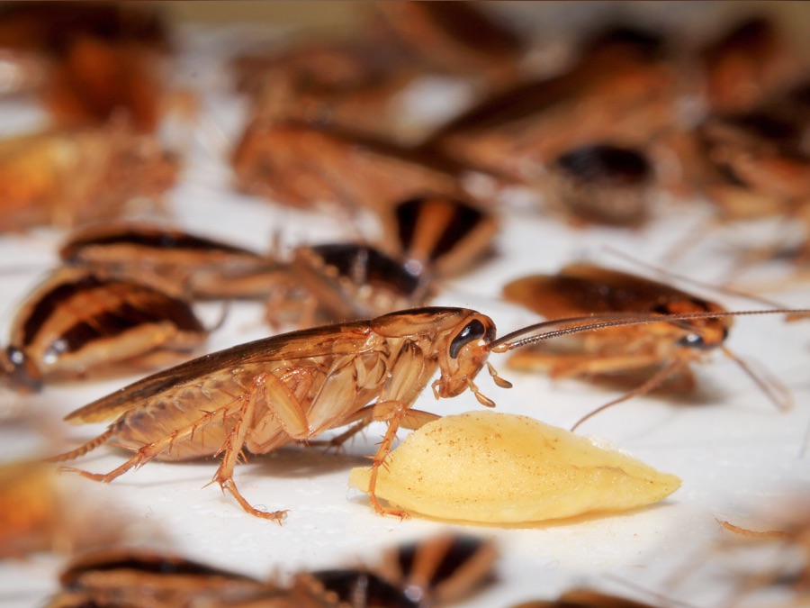 Infested! - Apple TV