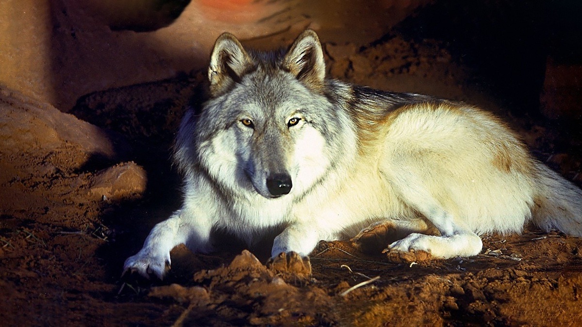 The Legend of Lobo - Apple TV