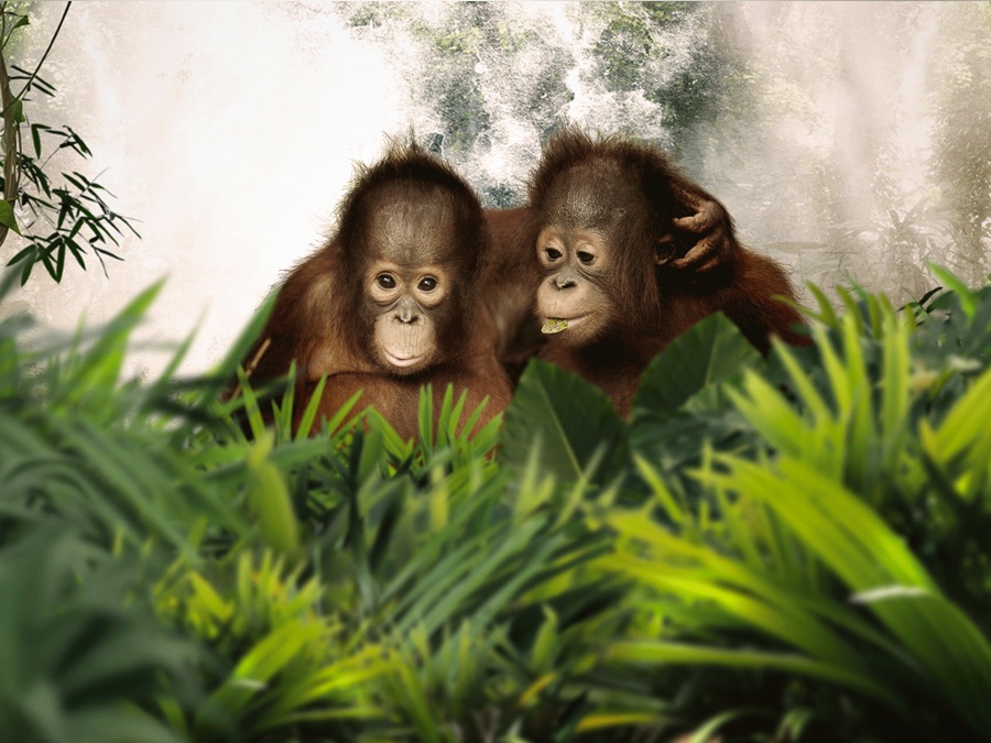 Escuela selvática de orangutanes - Apple TV (CO)
