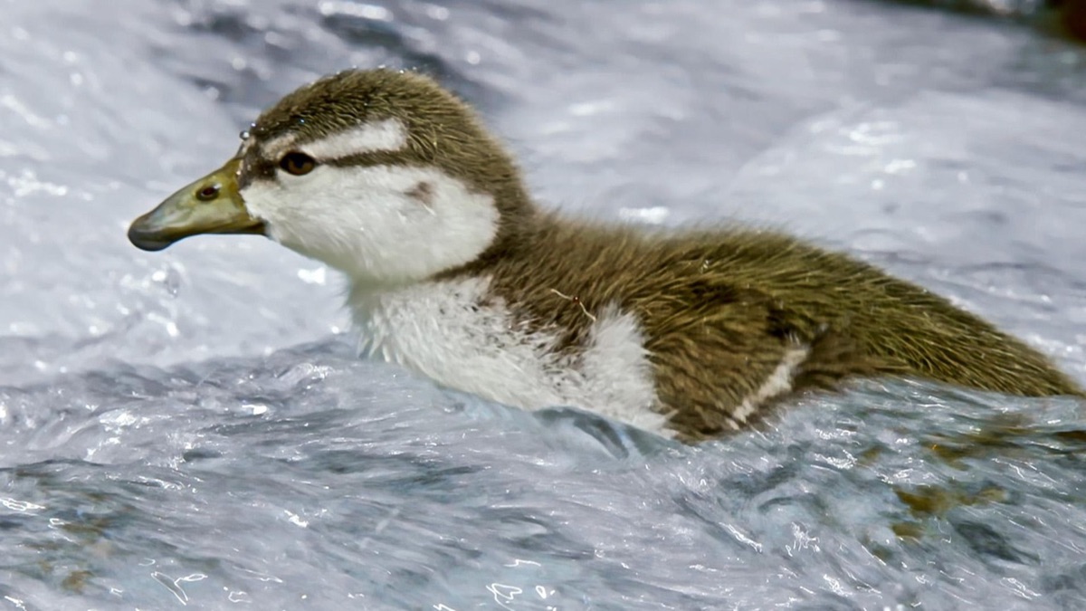 Baby Animal Missions: Andy and the Blue Duck Chicks - Andy's Global ...