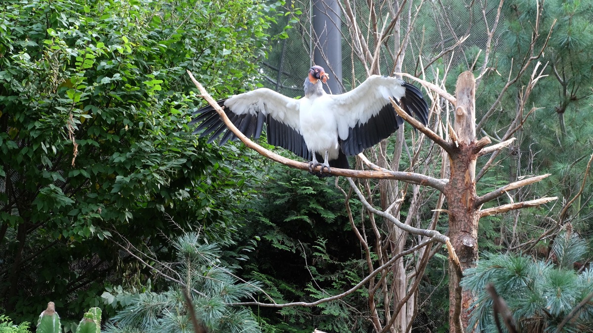 The Kings of Queens - The Zoo (Series 3, Episode 6) - Apple TV (CZ)