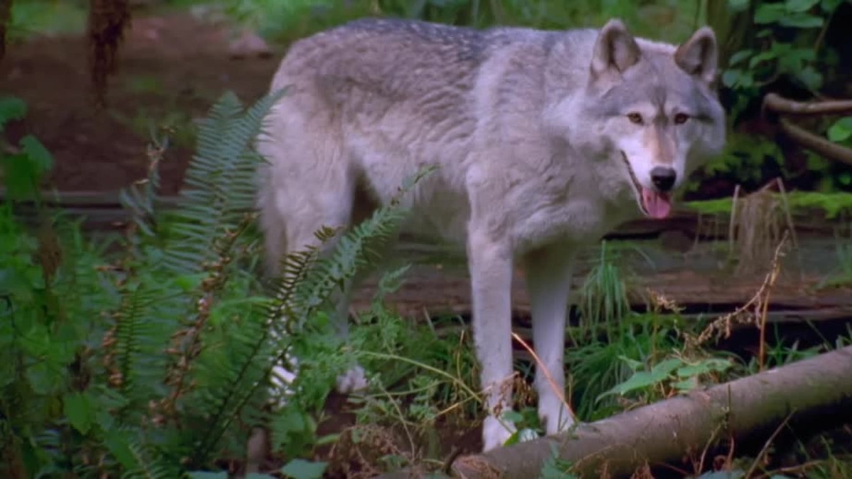 Running Wild | Apple TV