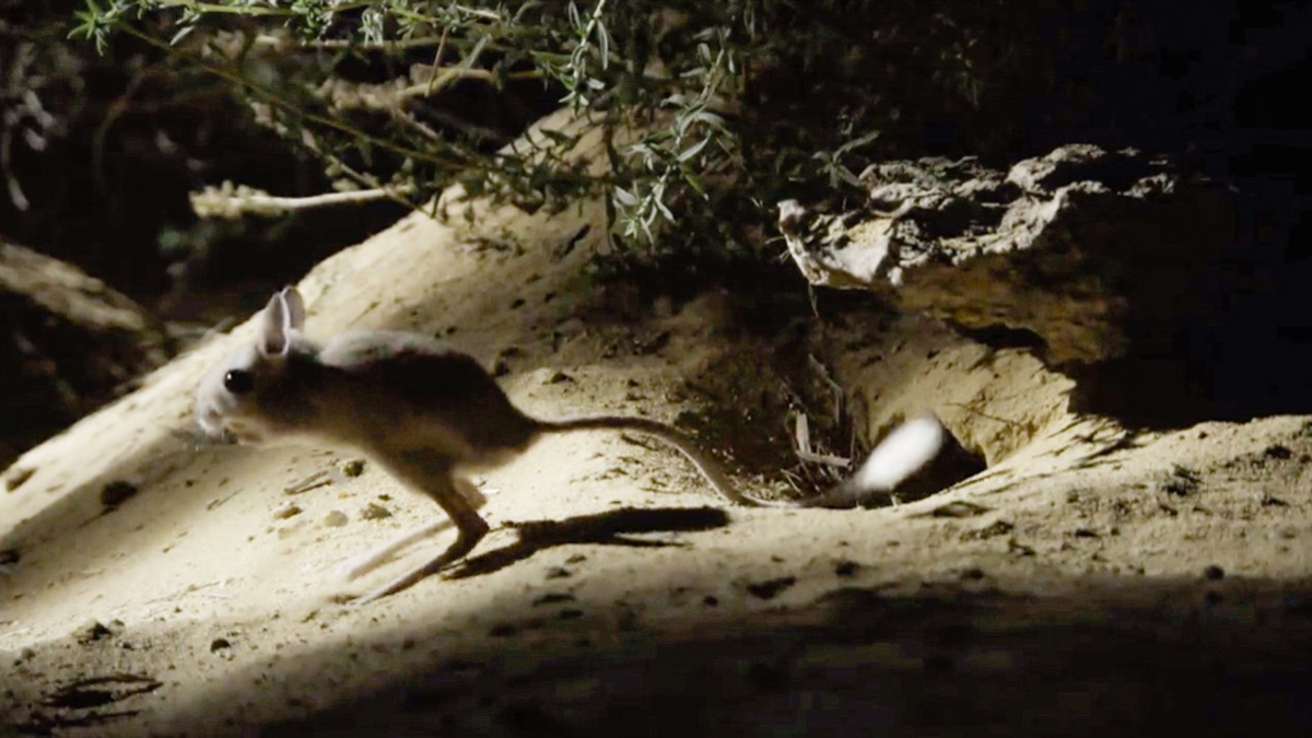 Vida salvaje nocturna - Supervivencia salvaje (temporada 2, episodio 3) - Apple TV (VE)